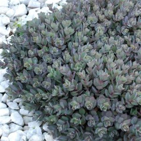 Sunsparkler® Dazzleberry Stonecrop Sedum Plant Addicts