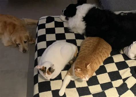 美食图片数据集 餐饮业 人工智能高质量数据集 人工智能数据标注平台 北京人工智能高质量数据集服务平台