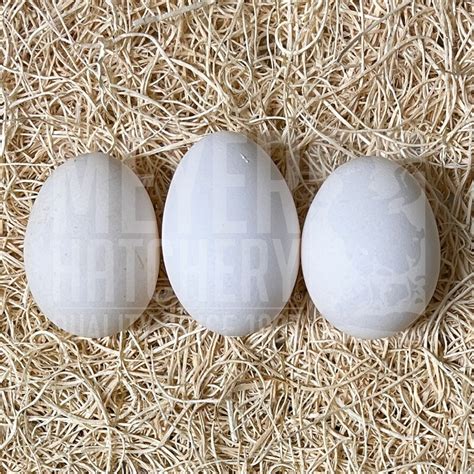 Hatching Eggs