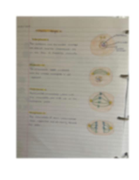 Solution Cell Cycle And Mitosis Notes Studypool