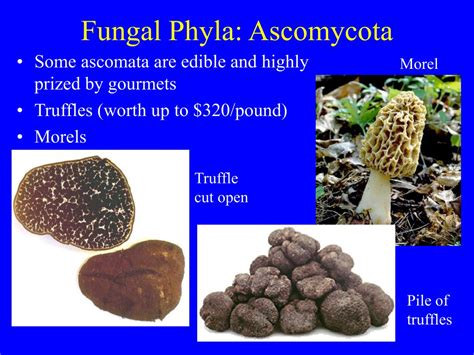 Ascomycota Truffles