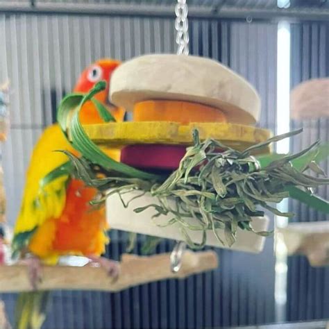 java burger queenslander aviaries