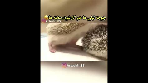 Hardest Sex In World Youtube