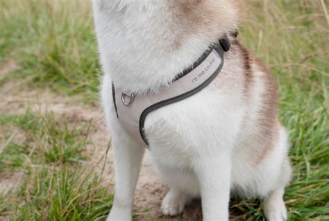 튼튼한 강아지 하네스 주 레미디