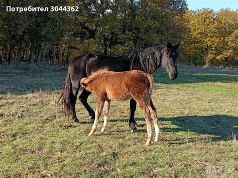 Кончета в Коне в с Равадиново Id43166433 — Bazarbg