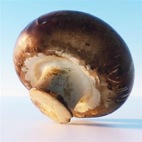 샴피뇽 버섯의 사실적인 3d 스캔 3d 모델 Turbosquid 2227713