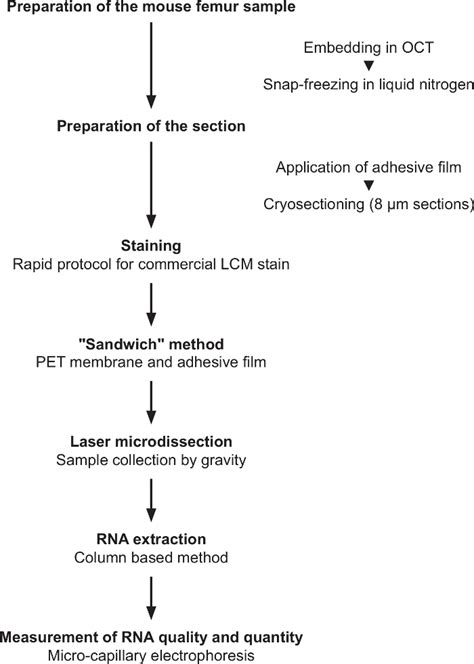 A Laser Capture Microdissection Protocol That Yields High Quality Rna From Fresh Frozen Mouse
