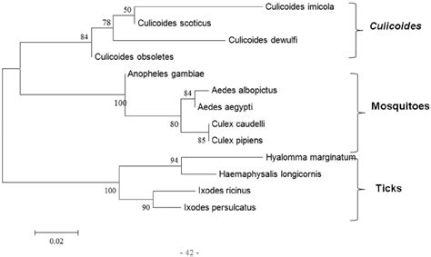 Maximum Likelihood Trees Showing Phylogenetic Comparisons Of The Amino Download Scientific