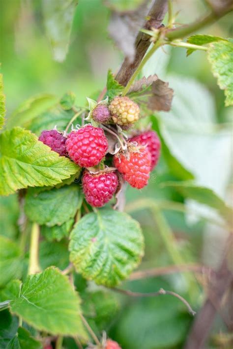 Delicious Raspberry Fruit Closeup Portrait View 03 Stock Image Image Of Genus Evergreen