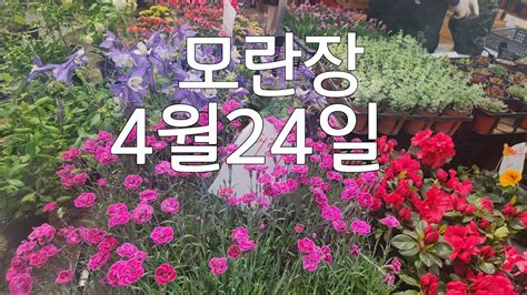 모란장4월24일착한가격짱창한아가들품어가세요 Youtube