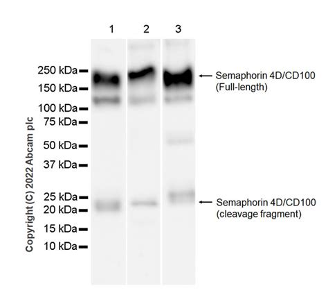 Semaphorin 4d Cd100重组抗体[30 Cd100] Semaphorin 4d Cd100抗体 Ab307685
