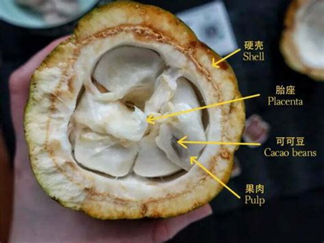 How Is Cocoa Pods Processed Cocoa Beans Processing