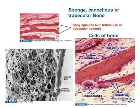 101308 Histology Bone Formation And Remodeling