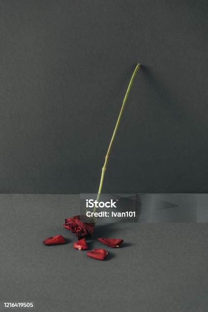 마른 장미 꽃과 꽃잎 창조적 인 구성 파스텔 색상과 부드러운 그림자 사실적인 미적 모습 현대 스타일 스틸 라이프 아트 0명에 대한 스톡 사진 및 기타 이미지 Istock