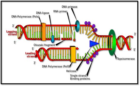 Genome Replication Topological Problems