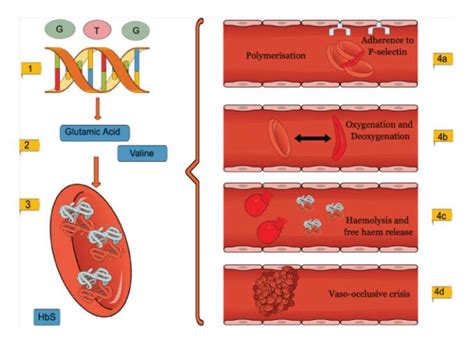 Graphical Abstract Maker Create With Mind The Graph Free Infographic Infographic Maker Graphing