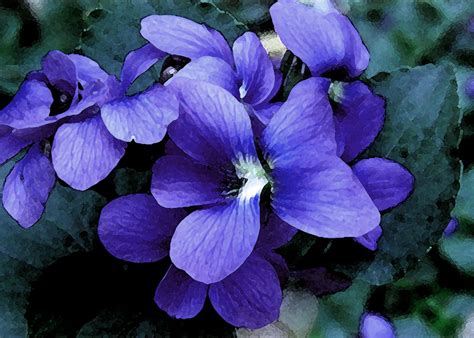 As Common As Violets Right As Rain