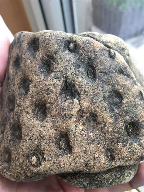 Nicely Preserved Lepidodendron Stigmaria Fossil Found In A Stream In