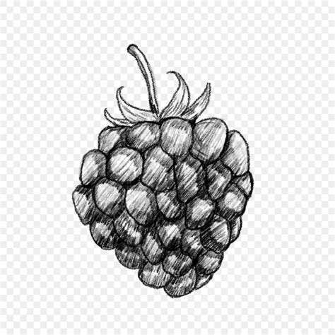 Pencil Hand Drawn White Transparent Raspberry Hand Drawn Pencil Sketch Raspberry Hand Drawn