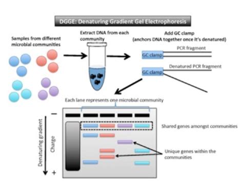 Environmental Sample Collection And Processing Chapter 8 Flashcards