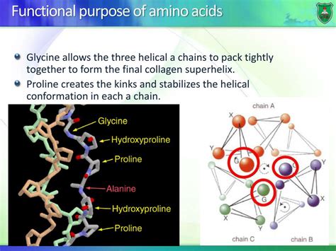 Ppt Structure Function Relationship Fibrous Proteins Powerpoint Presentation Id2019951