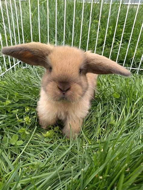 Happy Hoppers Rabbitry Palmyra Atualizado 2022 O Que Saber Antes De