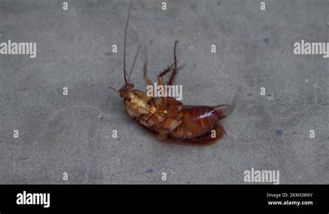 Cockroach Abdomen Stock Videos And Footage Hd And 4k Video Clips Alamy