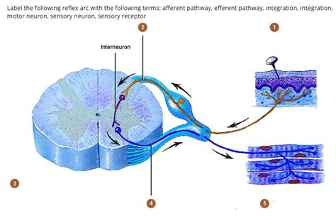 Solved Label The Following Reflex Arc With The Following Terms