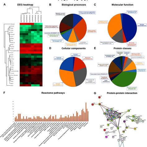Functional Annotation Reactome Pathways And Protein Protein