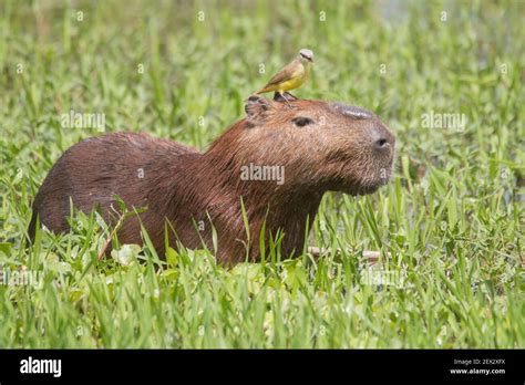 A Capybara Is Walking Through The Grass And Eating With A Bird On The