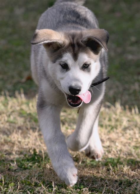 Wolf Husky Mix Puppies