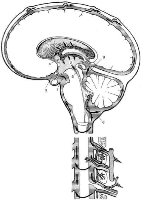 Anatomy And Physiology Of Cerebrospinal Fluid CSF Flow CSF Is Download Scientific