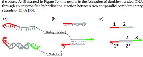 Single And Double Stranded Dna Represented In Three Different Manners Download Scientific