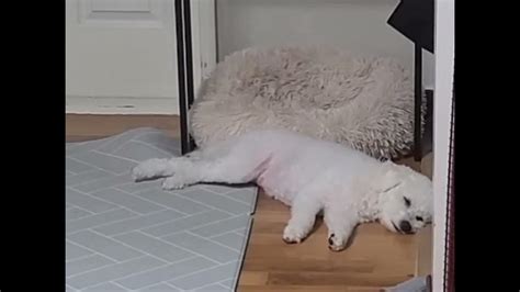 무슨 꿈을 꾸는지 몸을 떠는 동생 걱정해주는 요키 강아지 비숑 Youtube