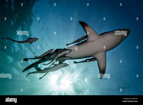 Oceanic Blacktip Shark Carcharhinus Limbatus Swimming Near Surface Of