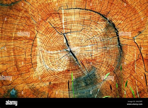 Cross Section Of A Cut Down Sawn Tree Trunk Log Showing Its Annual Growth Tree Rings Stock