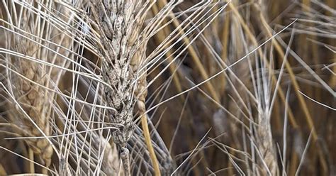 Sooty Mold A Saprophytic Fungi Observed In Wheat