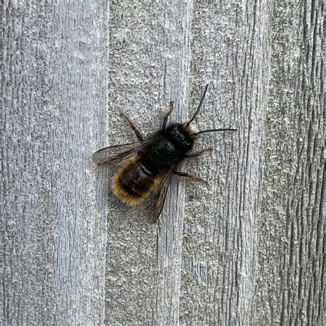 Im Hoping For A Bee Identification Rbees