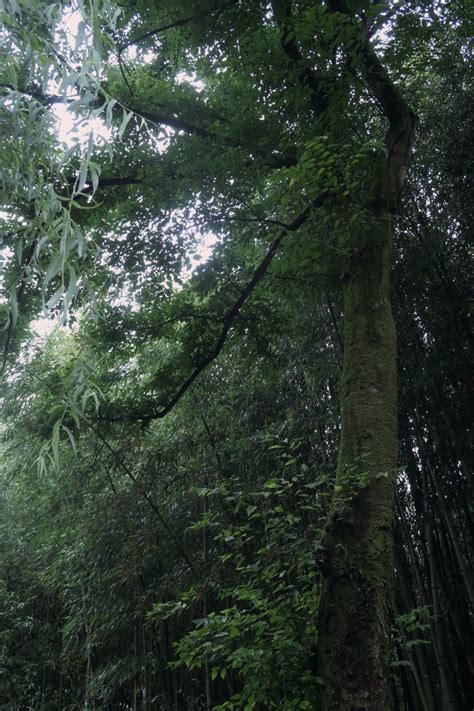 요초 On Twitter 어둑한 녹음 아래서 숨 쉬고 싶다