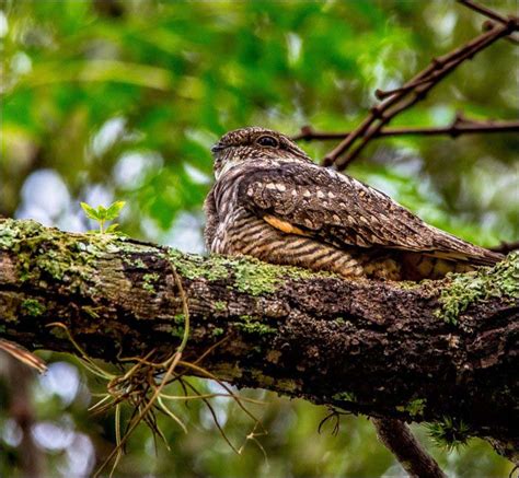 The Whippoorwill Outdoor Lore