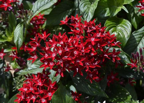 ফুলের ছবি সুন্দর ফুলের ছবি ডাউনলোড করুন। ফুলের পিক