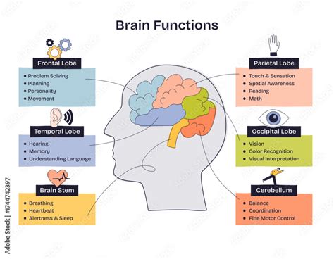 Brain Functions Are Illustrated With Labeled Brain Regions