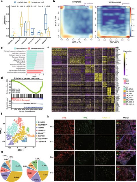 Molecular Characteristics Of The Lymphatic And Hematogenous