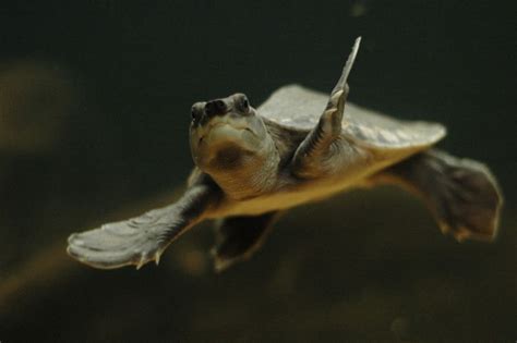 Image Gallery Fossilized Turtles Caught In The Act Live Science