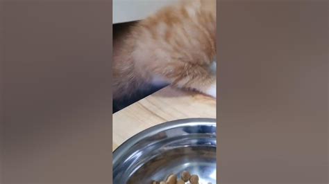 자기 엄마한테 맞고 도망치는 고양이 Youtube