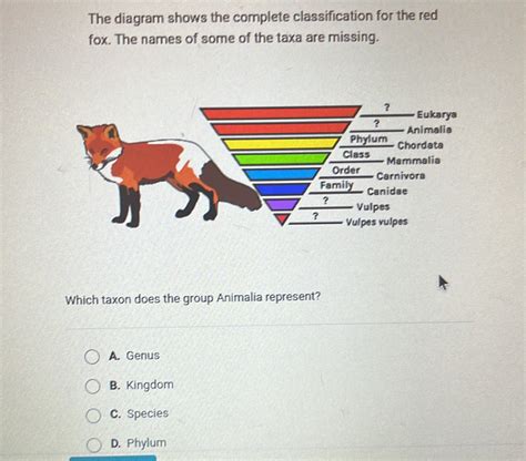 Solved The Diagram Shows The Complete Classification For The Red Fox