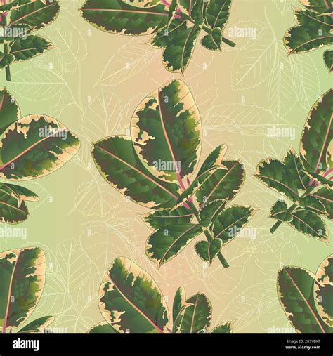 Seamless Texture Ficus Elastica Ruby Branch And Colorful Leaves Isolated On A White Background