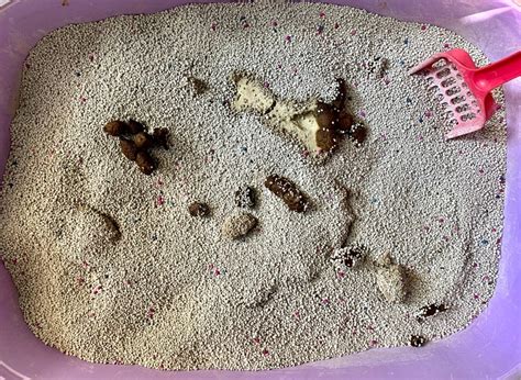How Often To Clean A Litter Box 3 Vet Verified Signs To Watch For