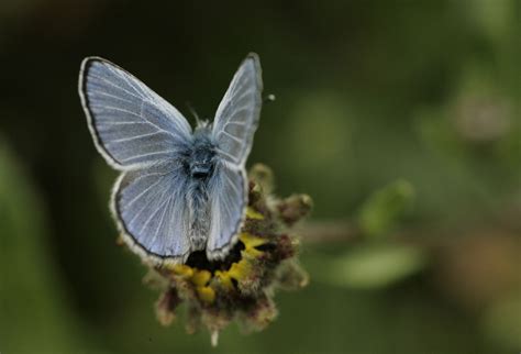 Palos Verdes Blue Butterfly Facts At Annette Stephens Blog