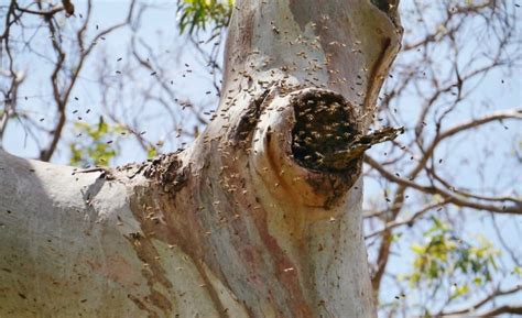 How To Approach Bee Removal Safely And Easily